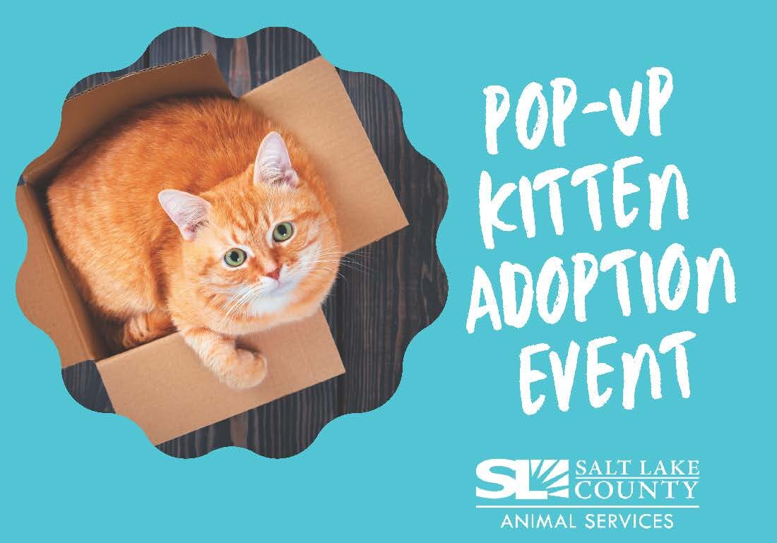 The Gateway | Pop-Up Kitten Adoption